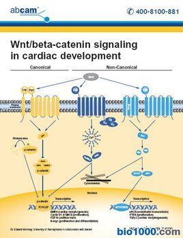 wnt信号通路图册_360百科
