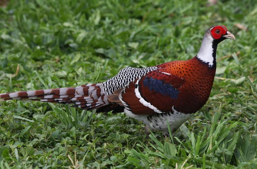 白颈长尾雉图册_360百科