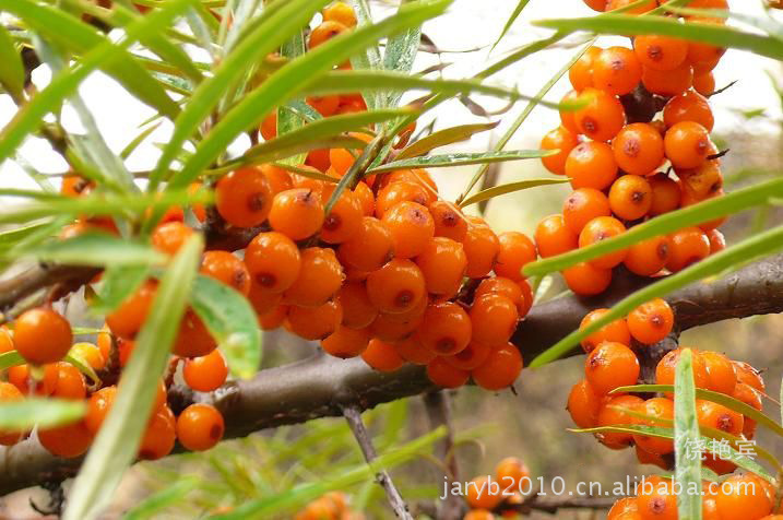 沙棘提取物_360百科