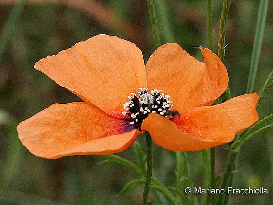 阿波罗罂粟_360百科