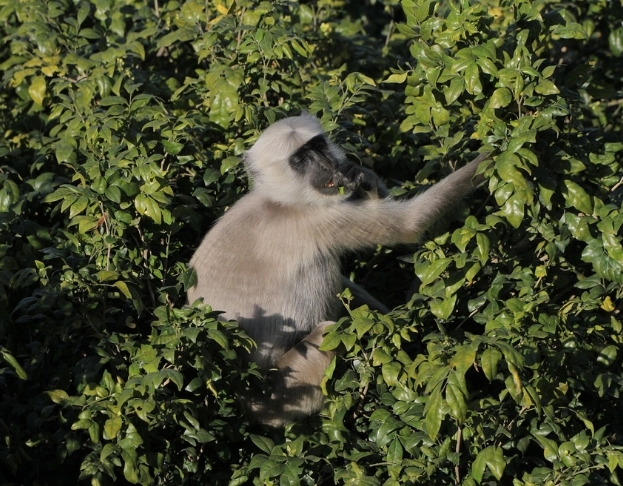赫克托尔灰叶猴_360百科