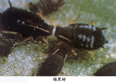 棉黑蚜_360百科