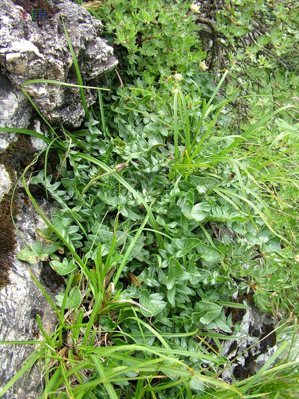 巴东风毛菊_360百科