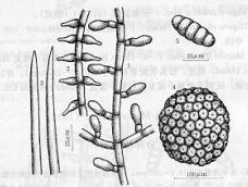 巴特勒小煤炱_360百科