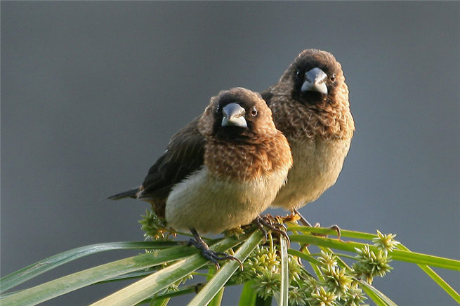白腰文鸟_360百科