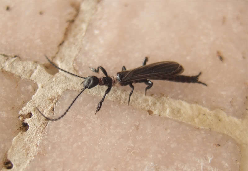 襀翅总目_360百科