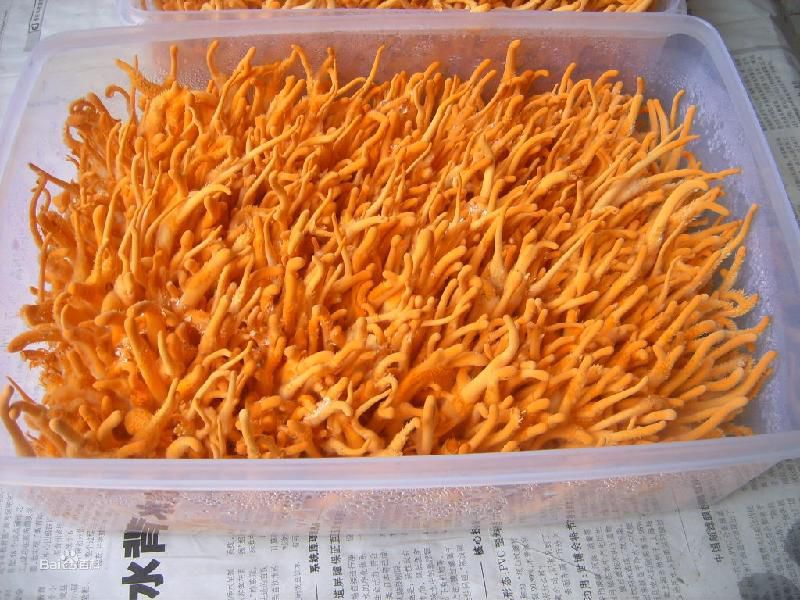 冬虫草_360百科