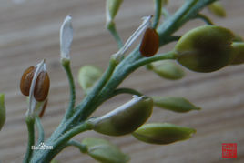 双悬果图册_360百科